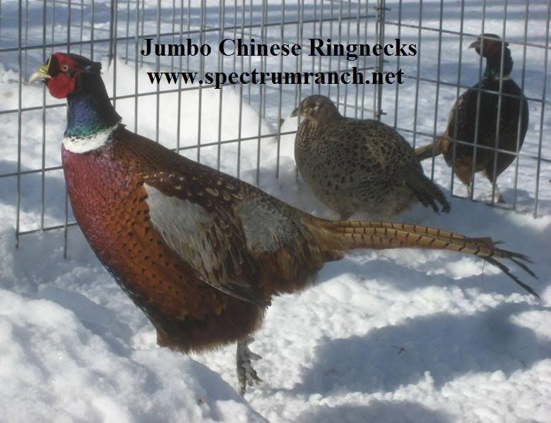 Ringneck Pheasants- post your pics or questions. | Page 2 | BackYard Chickens - Learn How to ...