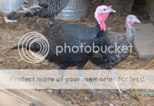 Melanistic Bronze? *NEW PICS* | BackYard Chickens - Learn How to Raise ...