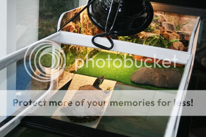 Tank Top Basking Area - Habitats and Equipment - Turtle Forum