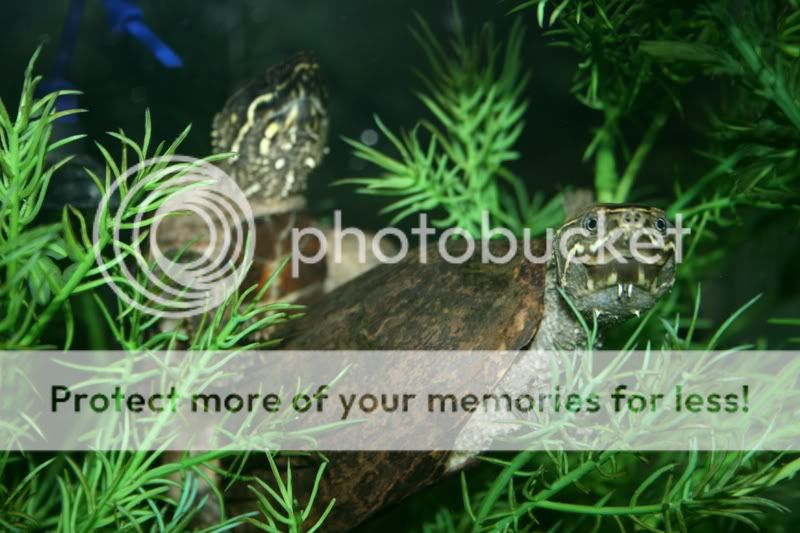 breeding musk turtles - Sand & Silt - Turtle Forum