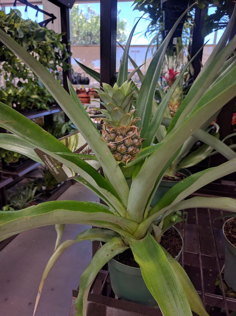 Propagation of Ananas comosus (aka Grow your own Pineapples ...