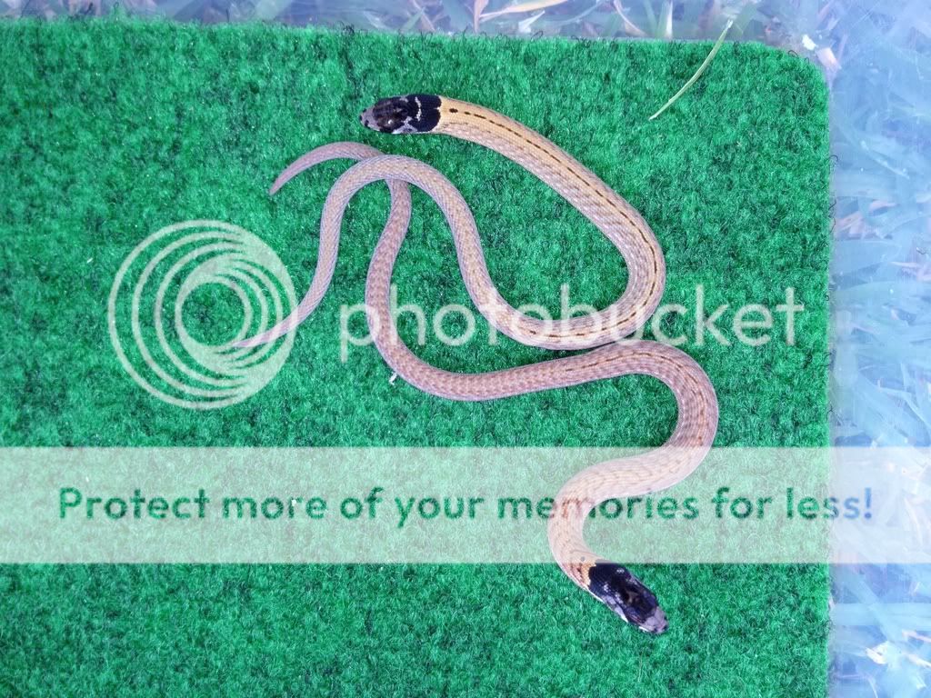 Hatchling Eastern Hooded Scaleyfoots | Aussie Pythons & Snakes Forum