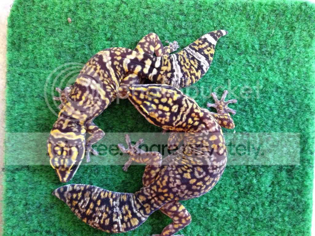 Pair NT Fat-tailed Marms and spare females | Aussie Pythons & Snakes Forum