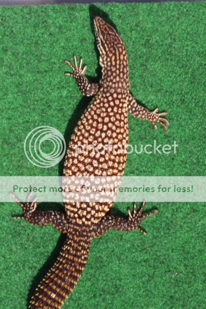 Breeding Pair Ridge Tailed Monitors | Aussie Pythons & Snakes Forum