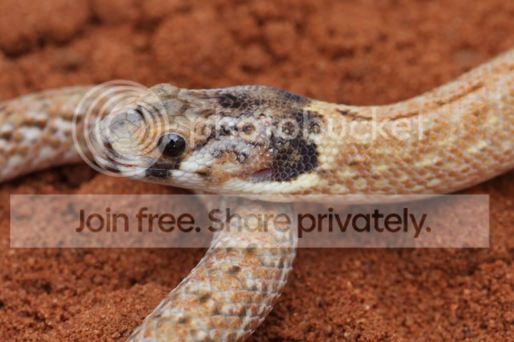 Shows us your Pygopodidae | Aussie Pythons & Snakes Forum