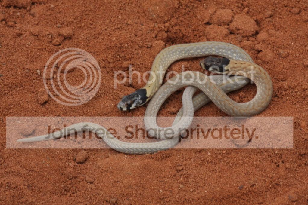 Shows us your Pygopodidae | Aussie Pythons & Snakes Forum