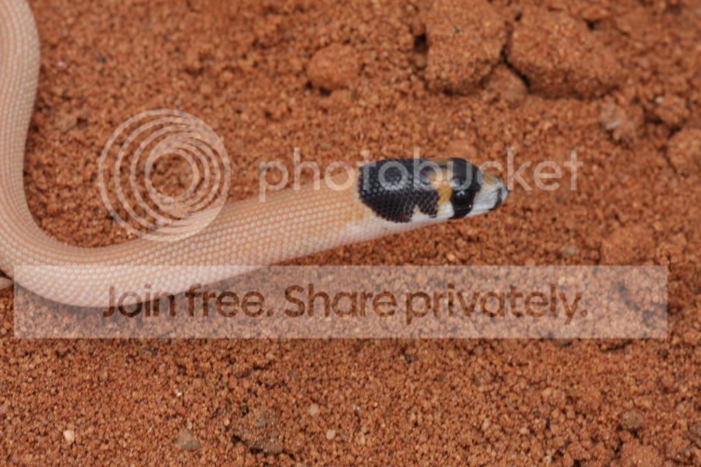 Shows us your Pygopodidae | Aussie Pythons & Snakes Forum