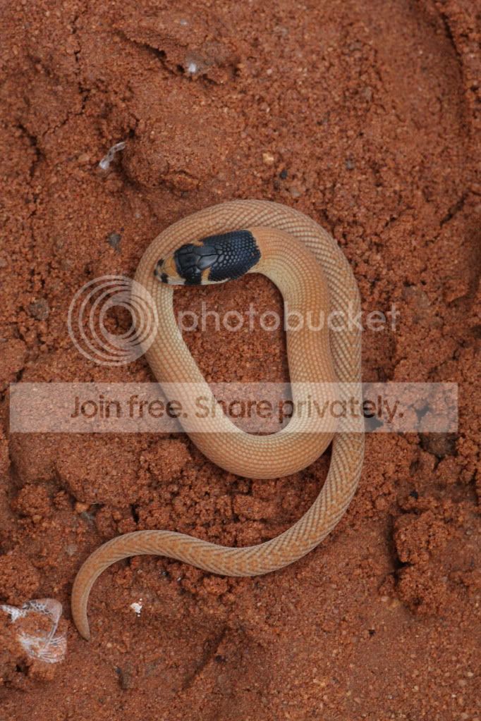 Shows us your Pygopodidae | Aussie Pythons & Snakes Forum