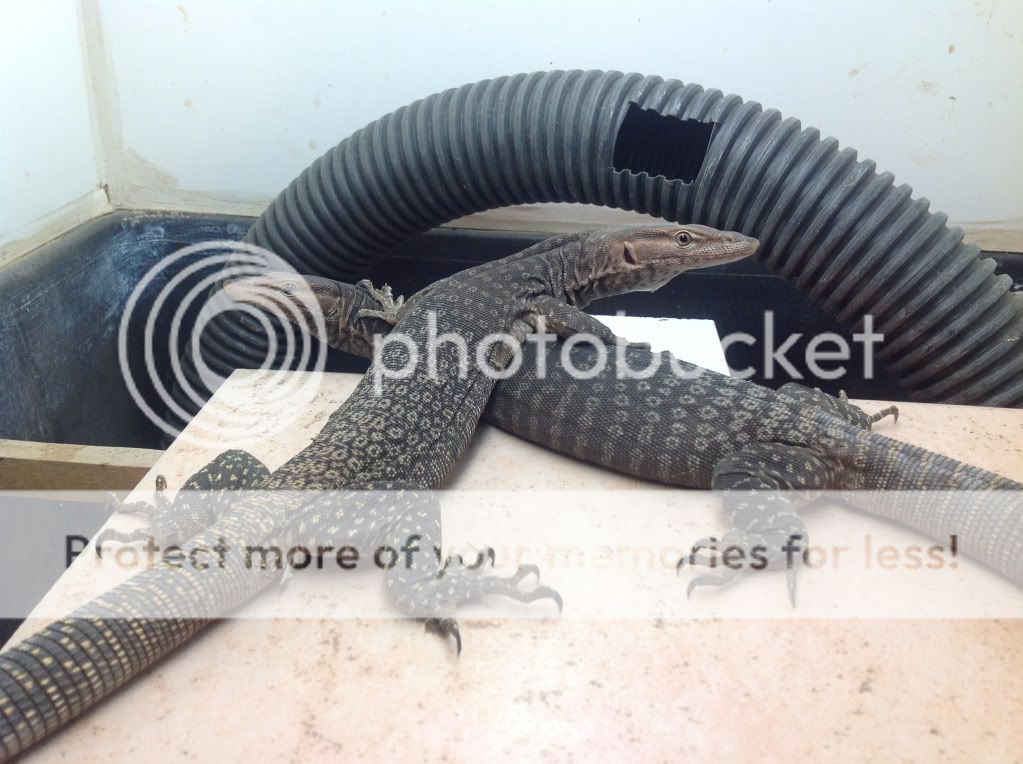 Hatchling Black Headed Goannas | Aussie Pythons & Snakes Forum