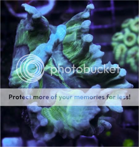 Space Invader Pectinia Pics | Reef2Reef