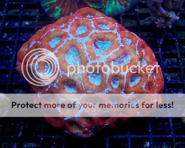 Acan Show-Off Thread: Echinata, Rotundoflora, Maxima, Hillae ...