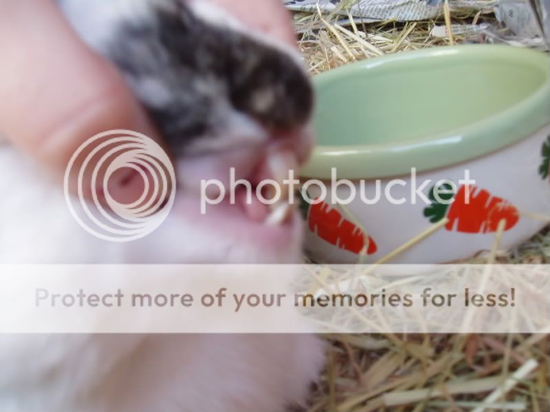 Overgrown peg teeth?? Also overgrown incisors the "wrong" way | Rabbits ...