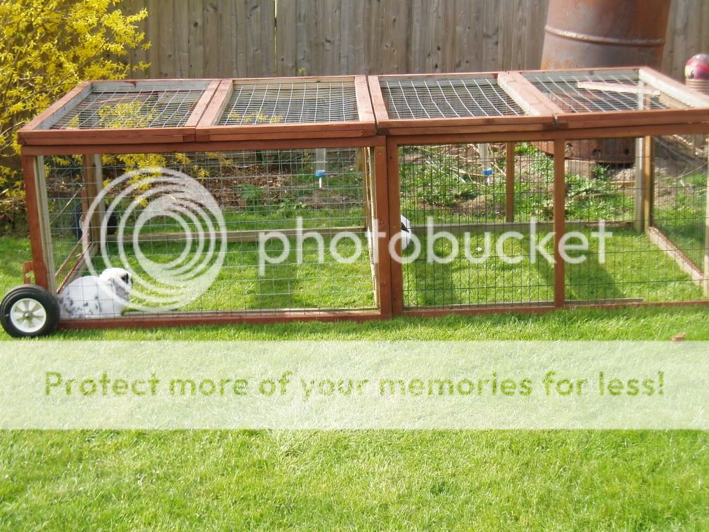 Ideas for an outdoor rabbit run | Rabbits Online Pet Rabbit & Bunny Forum