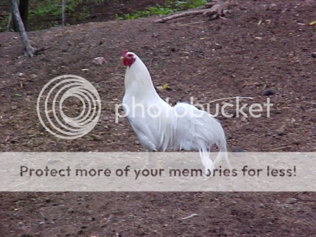 Show those SUMATRAS!!! *WINNERS ANNOUNCED* | BackYard Chickens - Learn ...