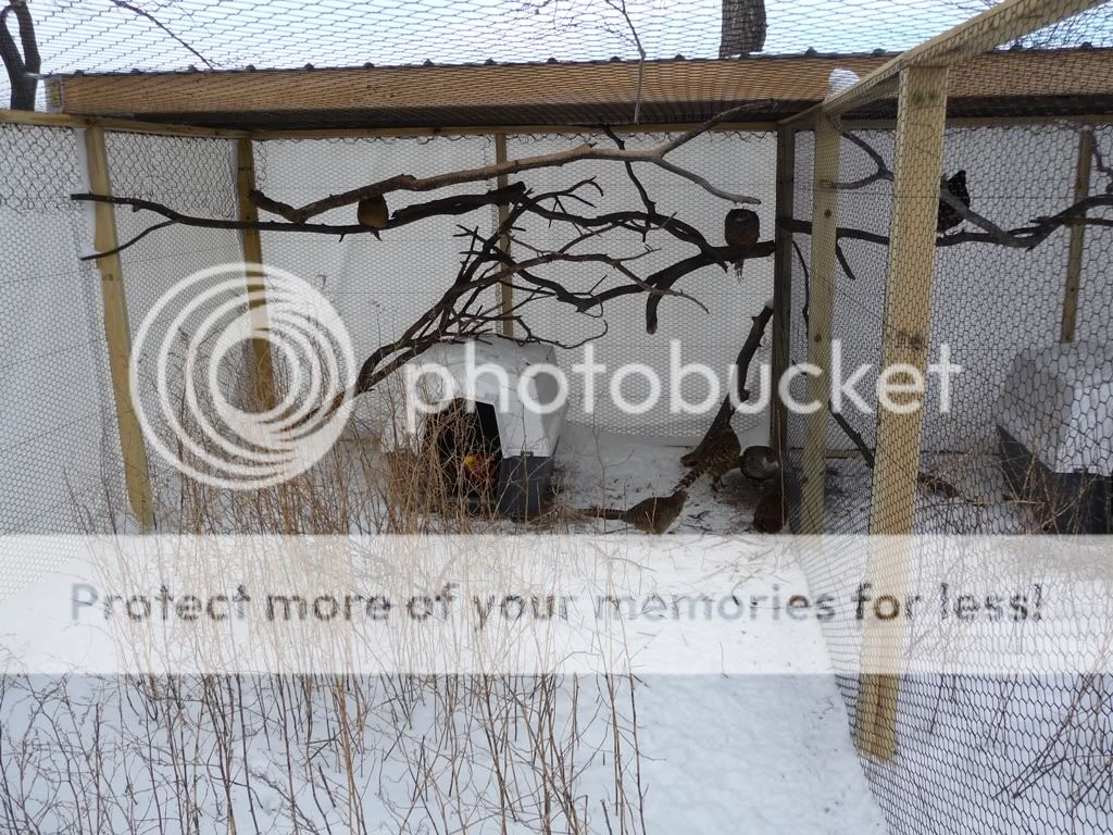 Pictures of Pheasant Housing/Run | BackYard Chickens - Learn How to ...