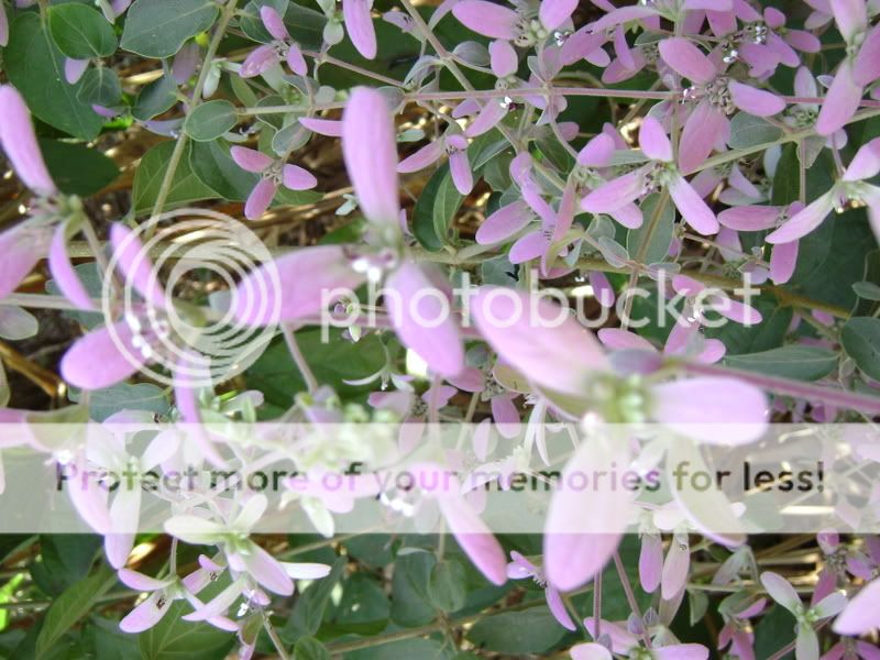 Orchid Shower Vine - TROPICAL LOOKING PLANTS - Other Than Palms - PalmTalk