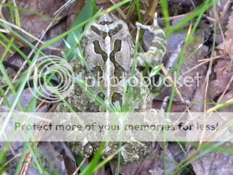 It was hot... - Field Herp Forum