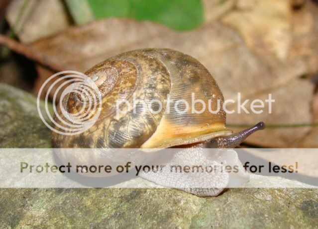 BioBlitz Pics - Field Herp Forum