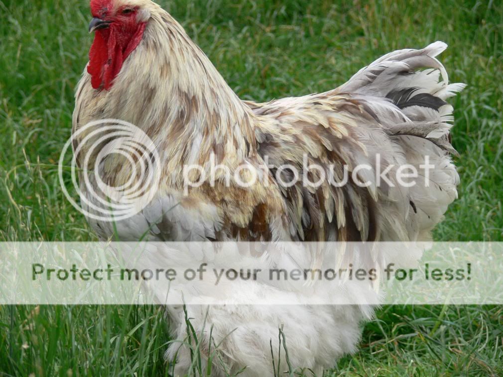 Pair Blue/Splash Cochin for sale Notts UK | BackYard Chickens - Learn ...