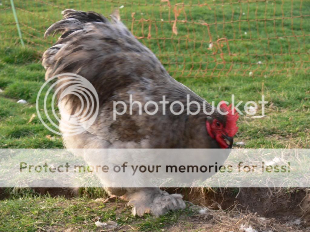 Pair Blue/Splash Cochin for sale Notts UK | BackYard Chickens - Learn ...