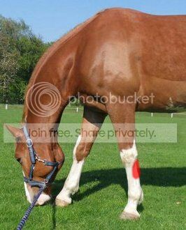 Pferd lahm + Bein dick - [Diagnose/Therapie]