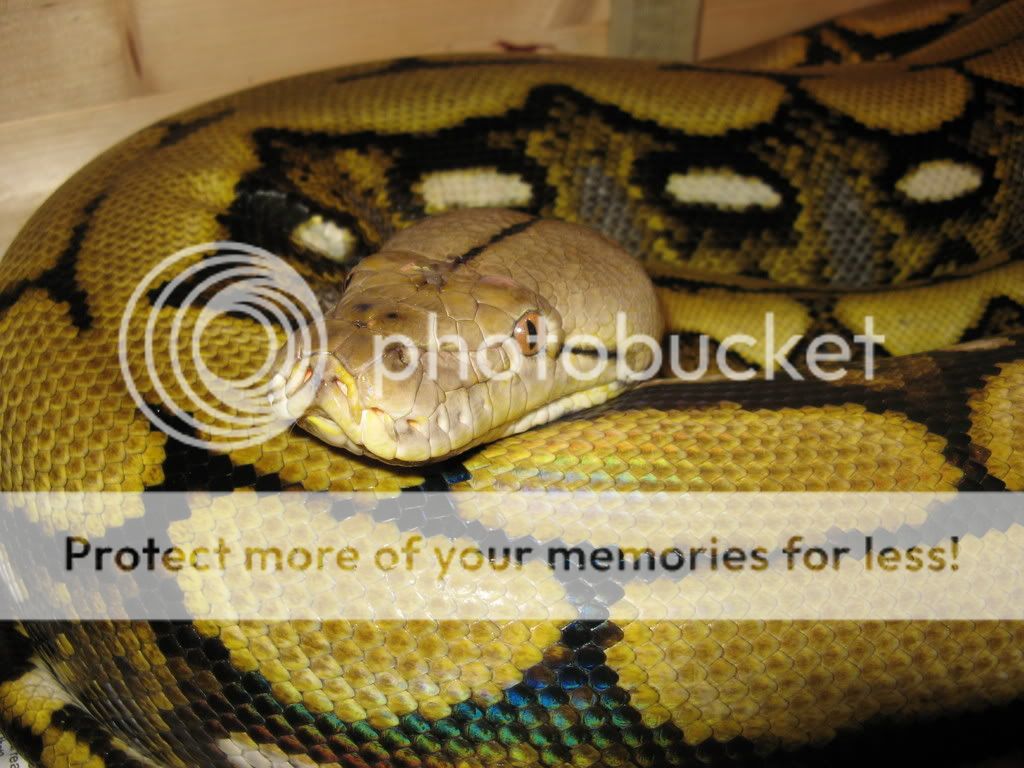 Tiger retic :) | Reptile Forums