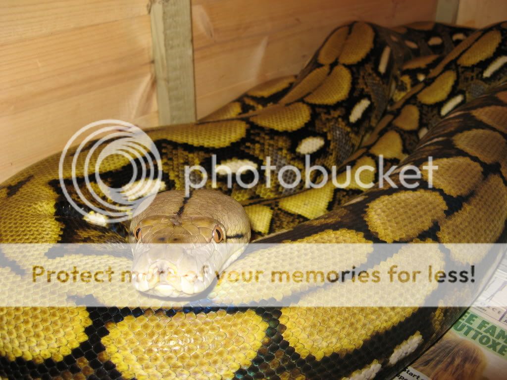 Tiger retic :) | Reptile Forums