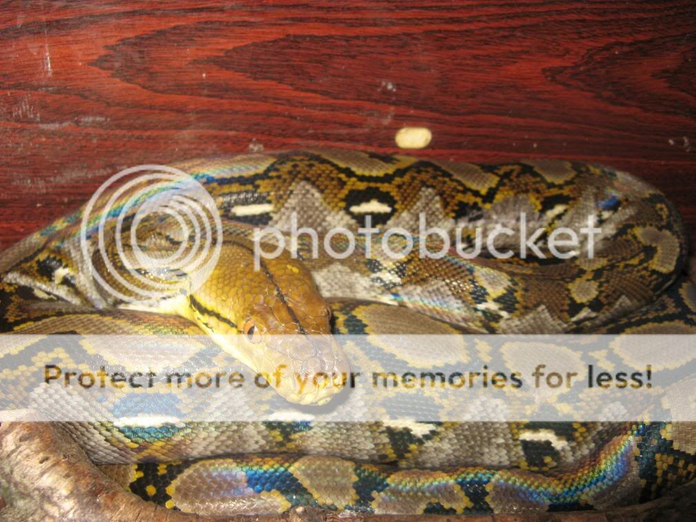 yellow head reticulated python | Reptile Forums