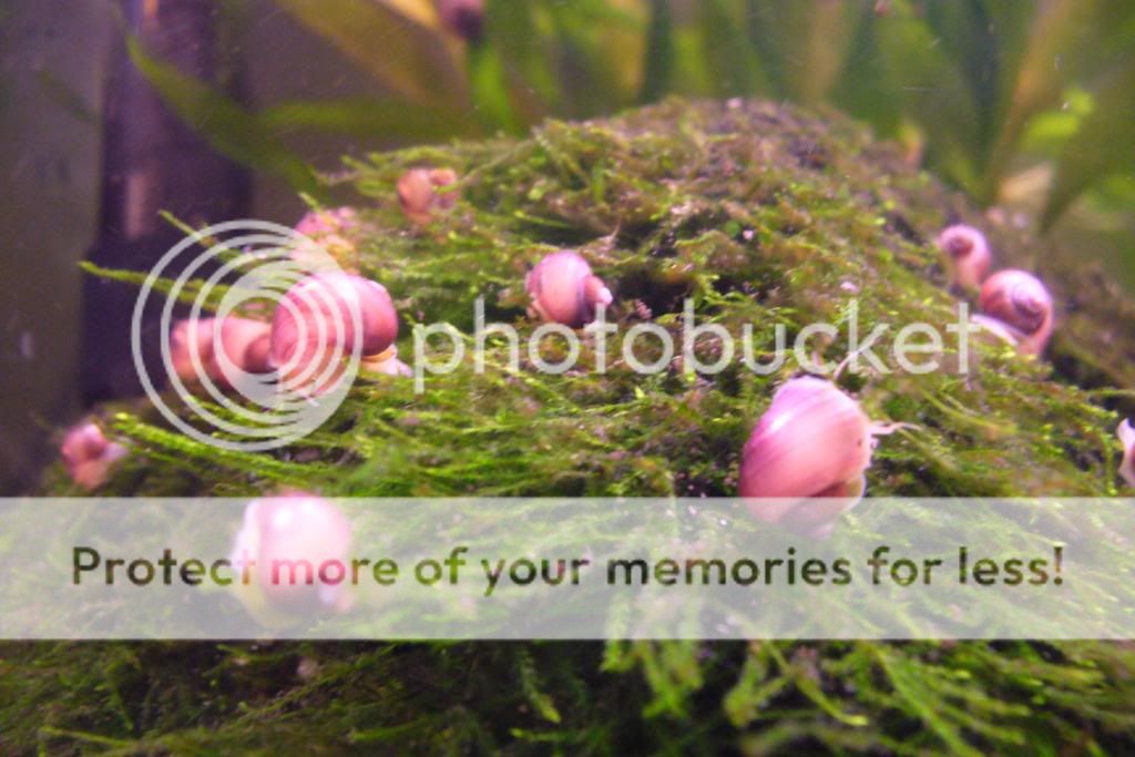 stripy purple apple snails | Reptile Forums