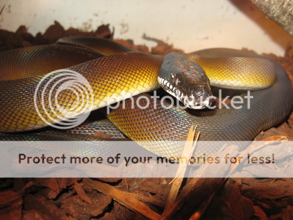d'Alberts / white lipped python | Reptile Forums