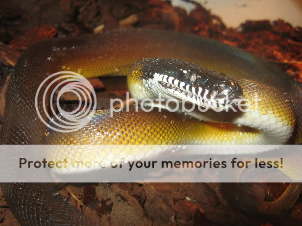 d'Alberts / white lipped python | Reptile Forums