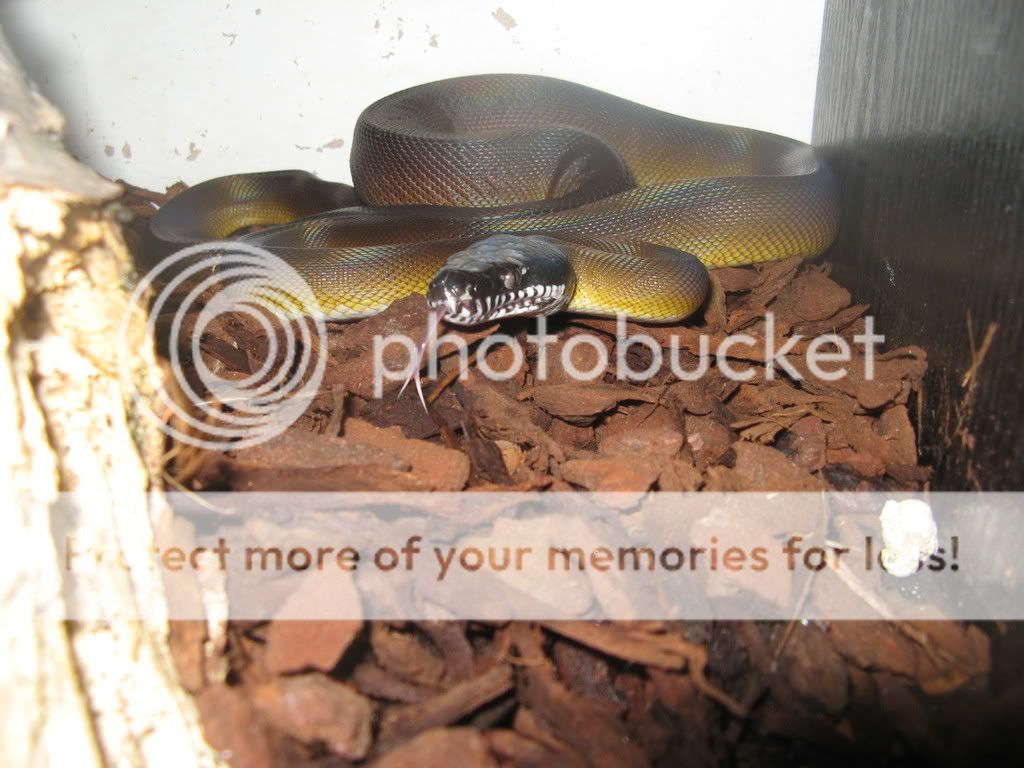d'Alberts / white lipped python | Reptile Forums