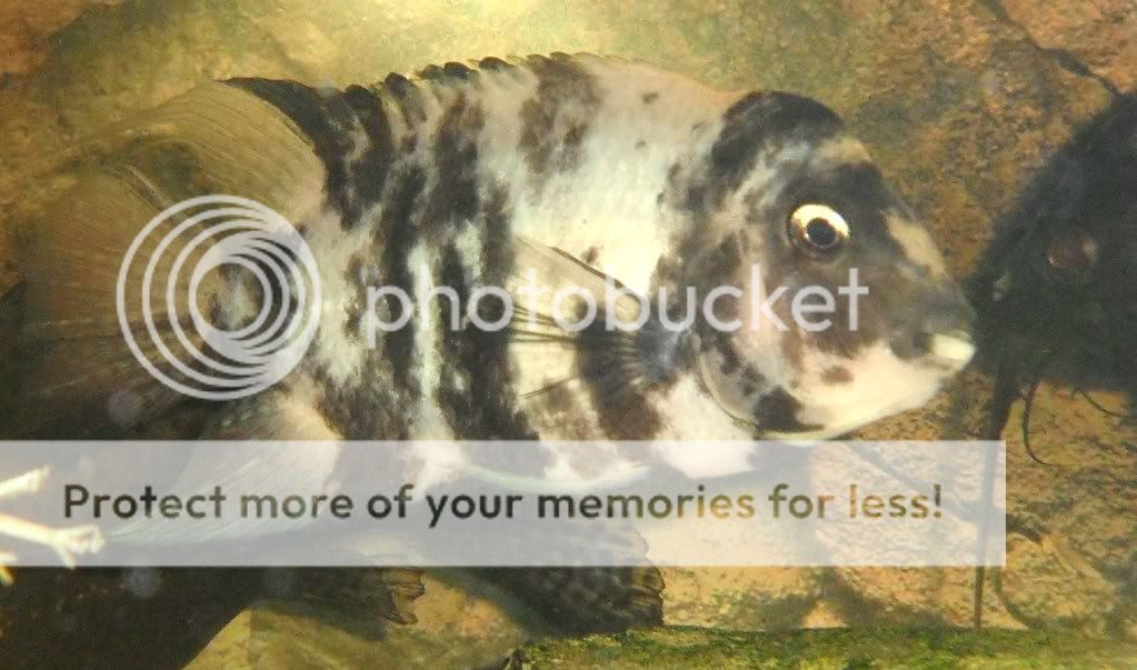 Convict Cichlid X Parrot? | Tropical Fish Forums 🐠