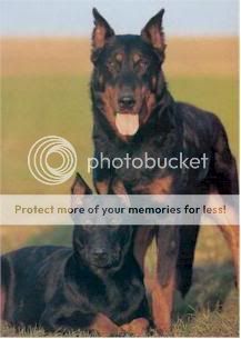 Beauceron breeders texas. beauceron lab mix >> "beauceron size"