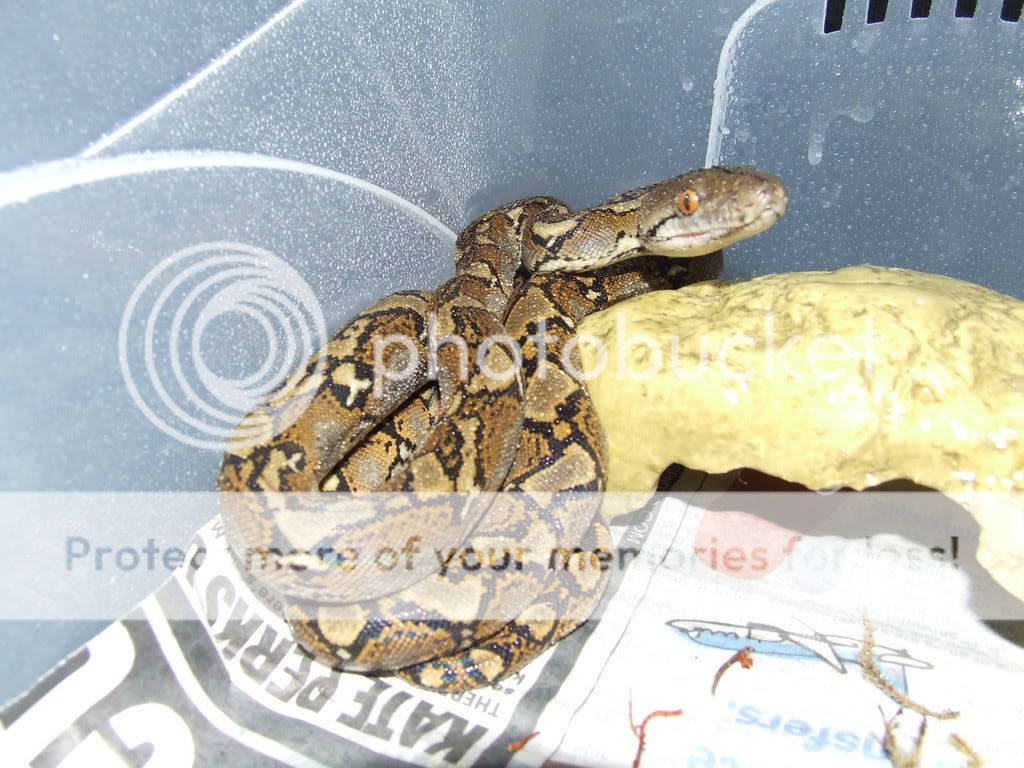 new baby tic | Reptile Forums