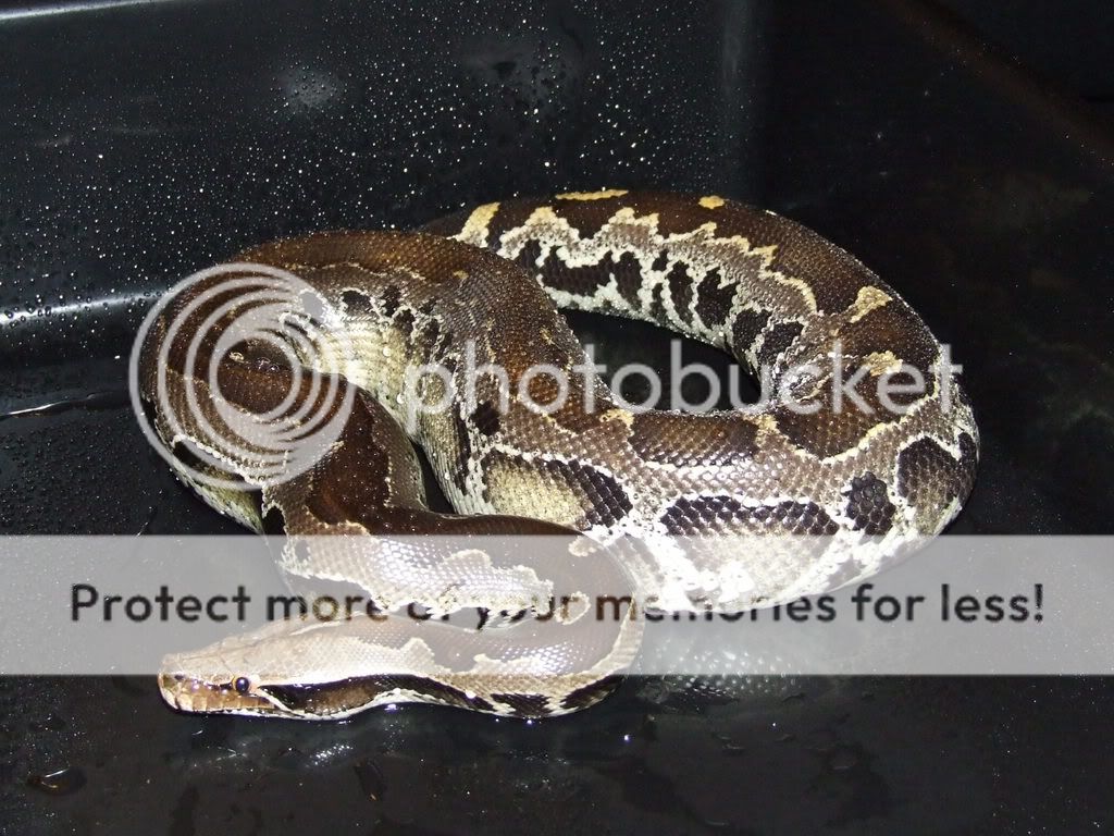 pics of my snakes | Reptile Forums