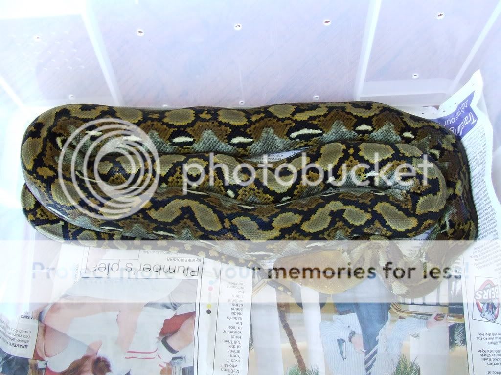 Bali yellow head retic | Reptile Forums